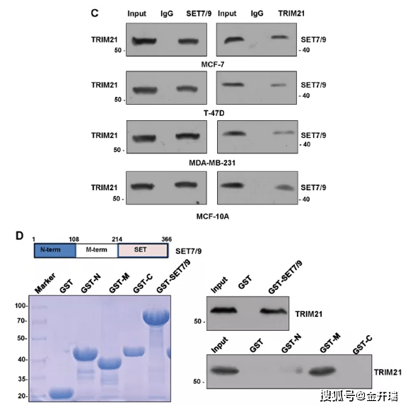知无不“研”| 一文读懂 GST pull down_蛋白