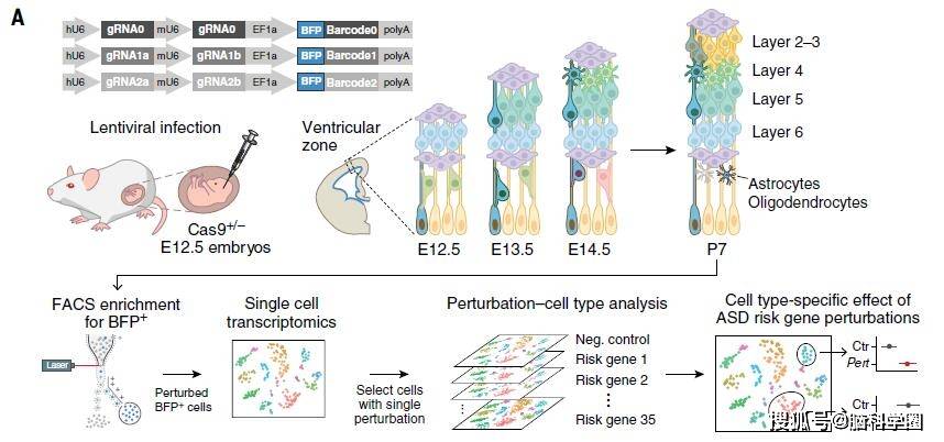 Science | 识别基因功能的新技术Perturb-Seq，并揭示自闭症有关风险基因_细胞