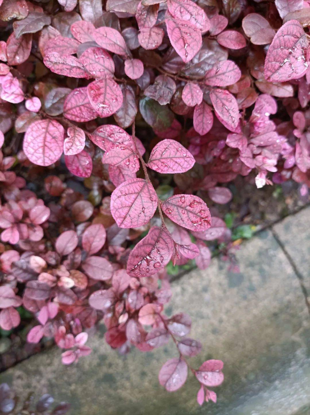 【样张实拍】Redmi10X、荣耀X10、K30 5G相机样张实拍对比_搜狐汽车_搜狐网