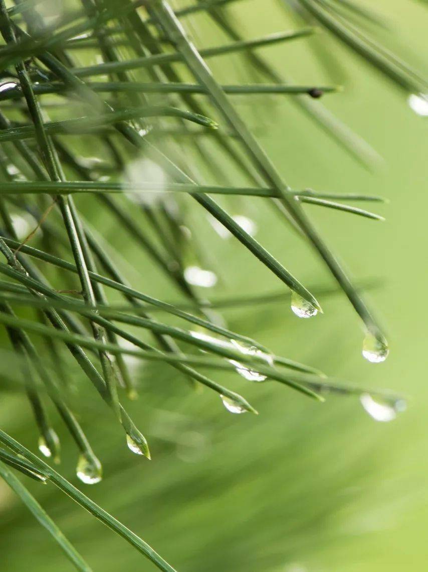 你还在用松针泡水喝吗？做成酵素效果更佳！-搜狐大视野-搜狐新闻