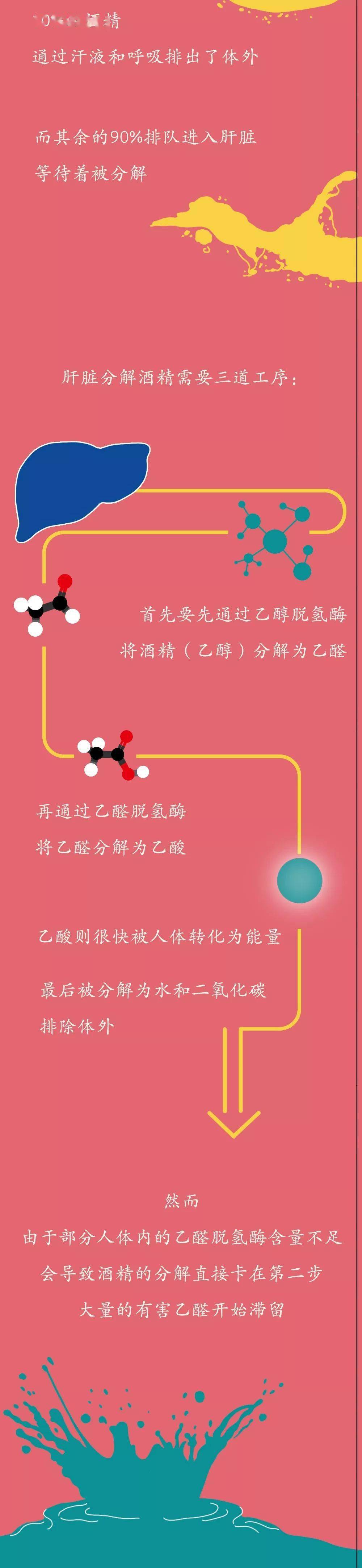 酒精进入体内的24小时，告诉你为什么劝你戒酒 搜狐大视野 搜狐新闻
