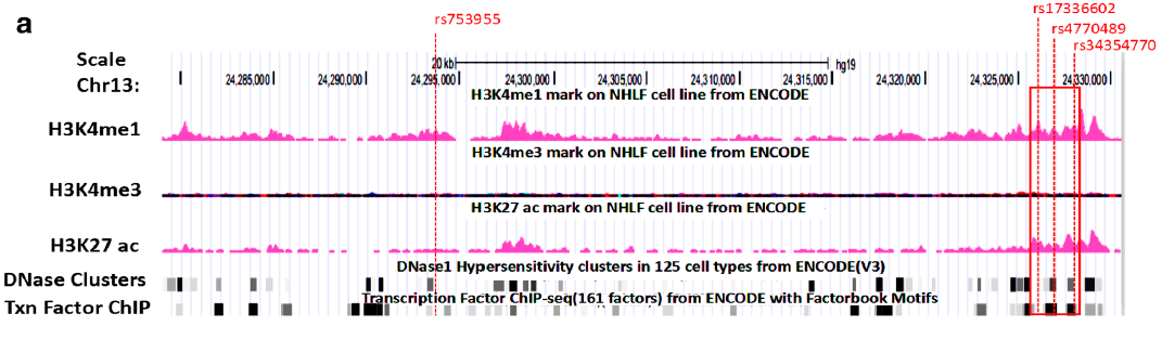 高通量测序与增强子相关研究_基因组
