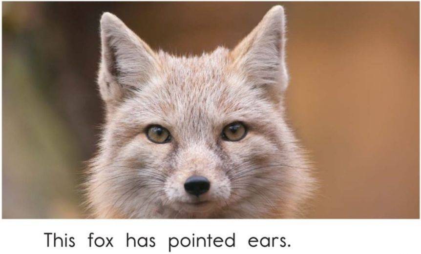 伴读 | Raz B：Animal Ears_this