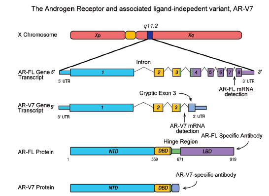 神秘变异体AR-V7 | 前列腺肿瘤治疗生物标志物之一_阿比