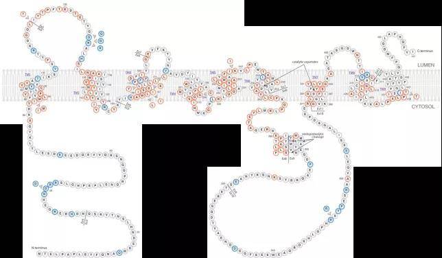 阿尔茨海默病致病基因之PSEN1_剪切