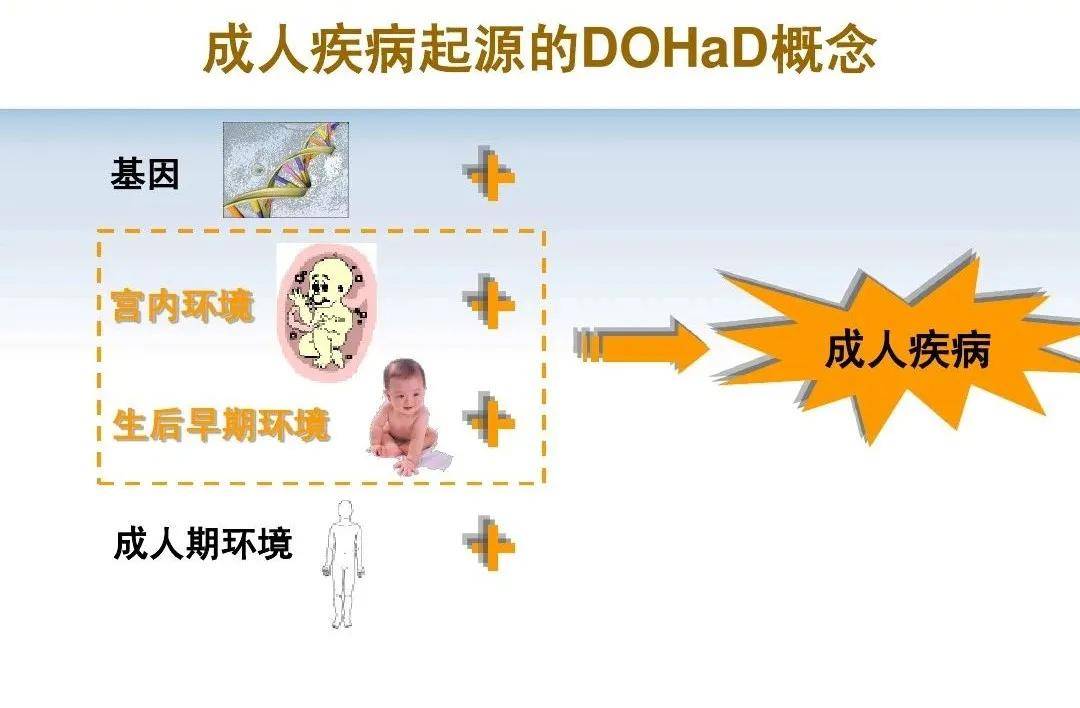 健康和疾病的发展起源——源于生命早期，“窗口期”奠定生命轨迹_胎儿