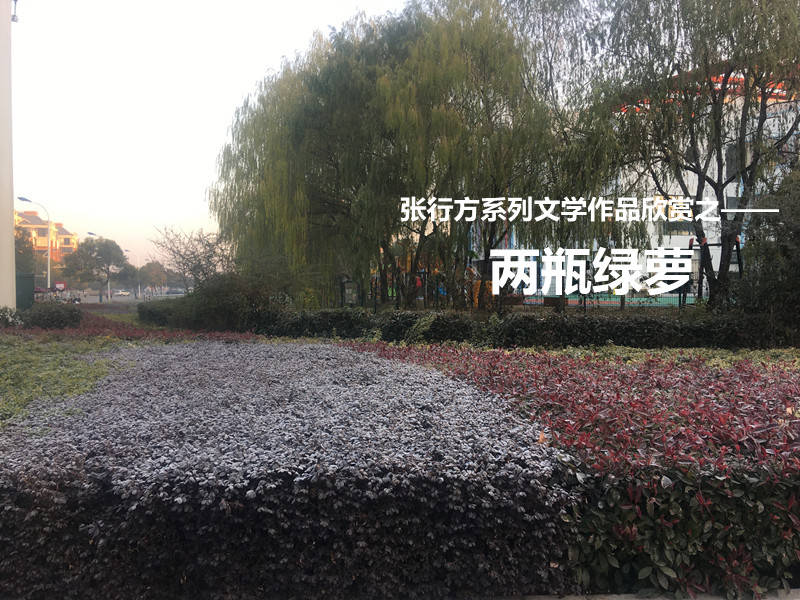 张行方系列文学作品欣赏之——两瓶绿萝_寒风