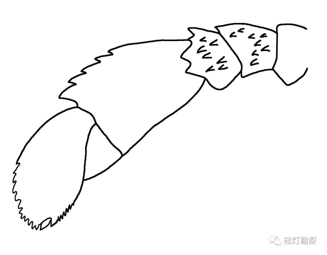 海中之霸：板足鲎！_进化