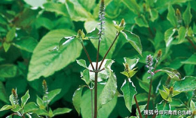 甘草死苗烂根打什么药？甘草重茬根腐的发病原因，甘草黄叶是怎么回事？植株
