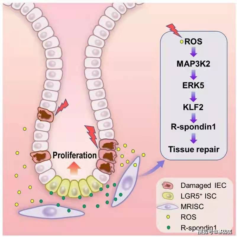 我国科学家在肠道修复和再生及疾病临床治疗研究领域取得新思路_调控