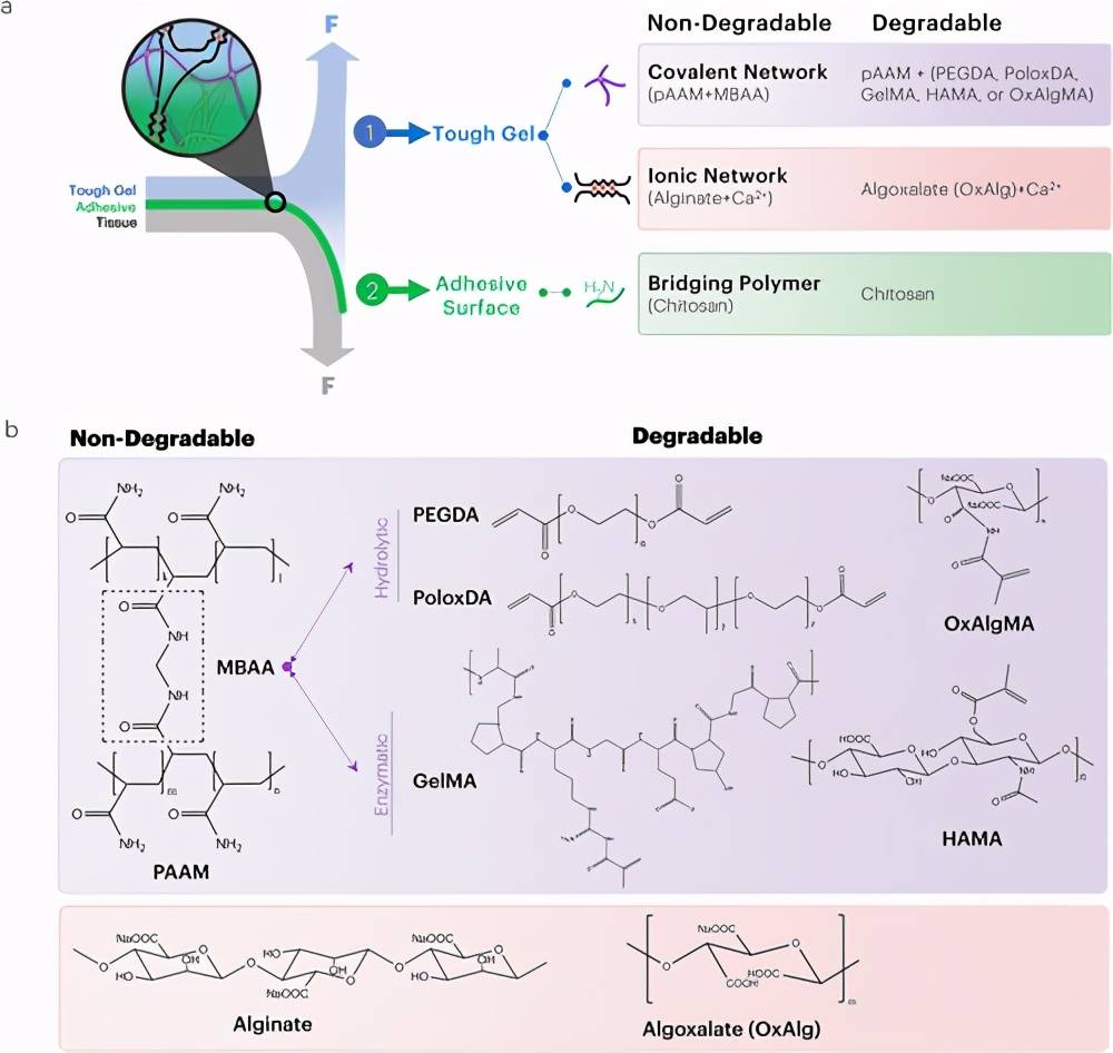 哈佛大学David J. Mooney《先进材料》20倍拉伸，2周降解透明质酸水凝胶粘合剂_GelMA