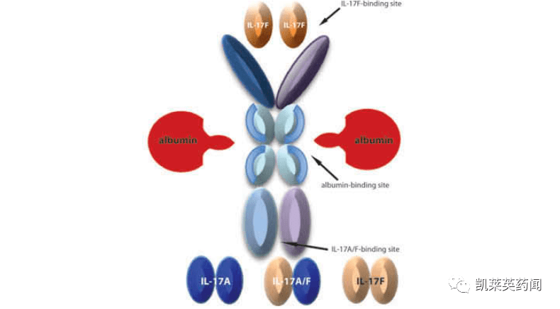 Lancet：三抗sonelokimab临床IIb期结果优异_凯莱英
