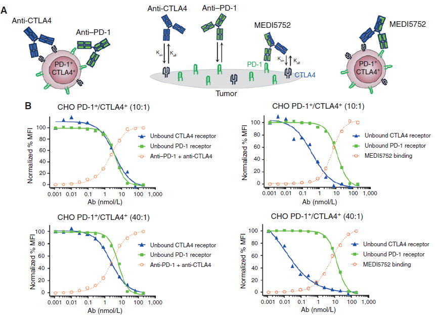 PD-1/CTLA-4双人源化小鼠助力肿瘤研究_细胞