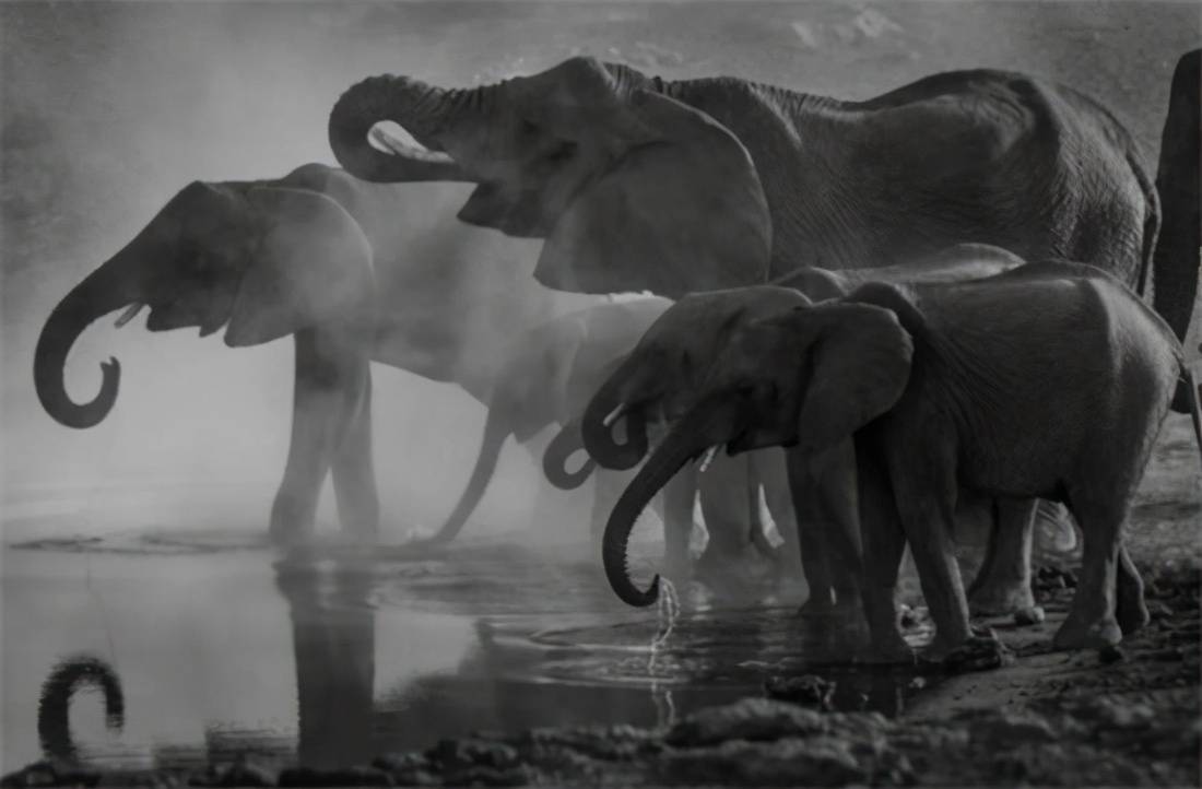 大象在古代有怎样的象征意义？中国历史上的象群迁徙记录。_时期