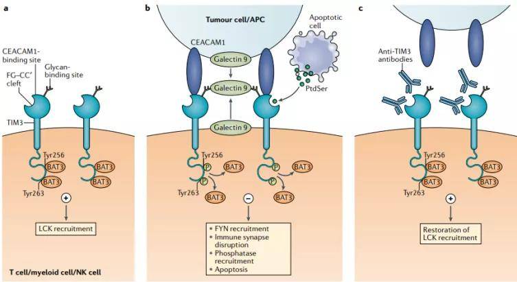 研究报告 | TIM-3靶点在研现状_细胞