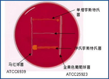 GB4789-30-2016 单核细胞增生李斯特氏菌检验检验及注意事项_菌落