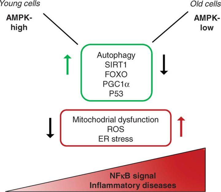 【图说】AMPK及其信号通路的功能_亚基
