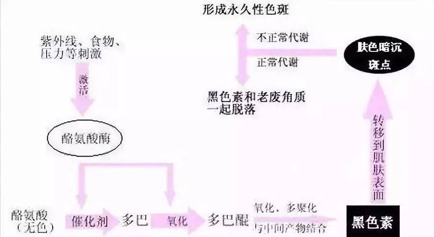 色斑形成的过程黑色素