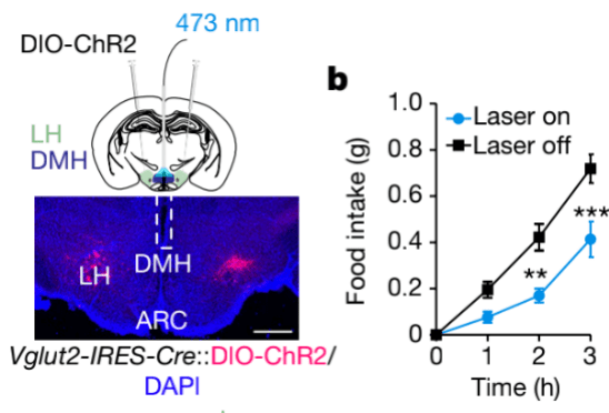 Nature ∣ 揭示AGRP饥饿神经元通过食物线索指导学习_病毒