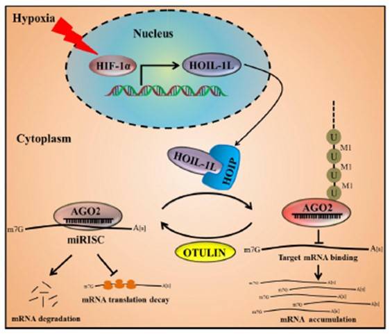 RIP-seq项目文章|nature子刊揭示低氧诱导AGO2线性泛素化调控肿瘤发生发展机制_研究