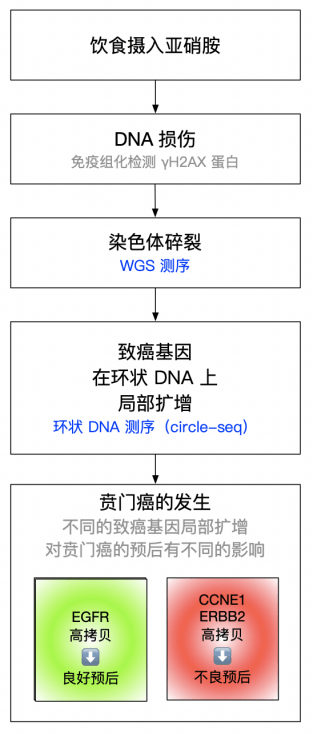 IF:15分！云序circle-seq助力10分以上环状DNA研究_局部_食管_基因