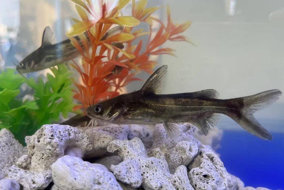 共谋种业振兴 海大集团盛大亮相第二届中国水产种业博览会_种苗_农业_海兴