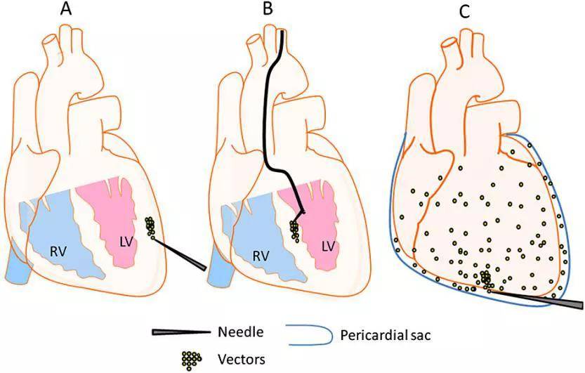 AAV在心脏研究中的靶向策略（干货篇）_心肌_载体_Gene