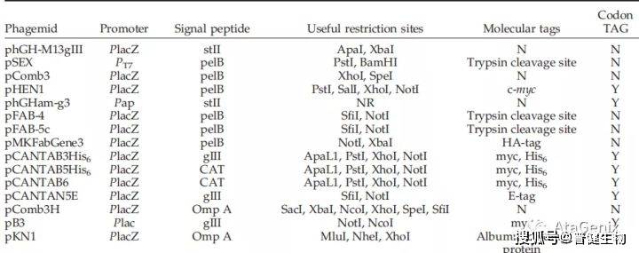 技术分享第十八期 | Get it，你为什么要选择噬菌粒？_噬菌体_蛋白_辅助
