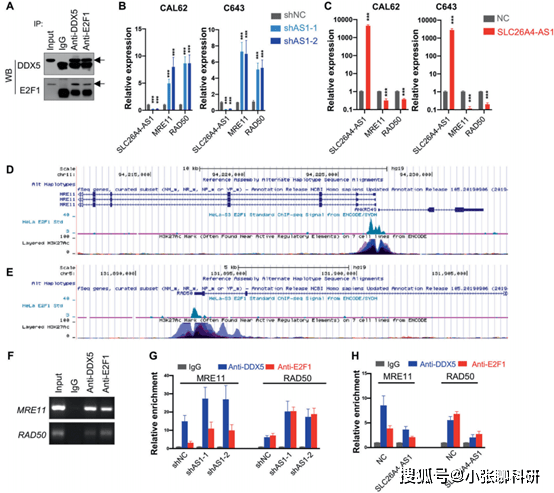 lncRNA RBP研究新思路，你确定不了解下？_分析_实验_相关