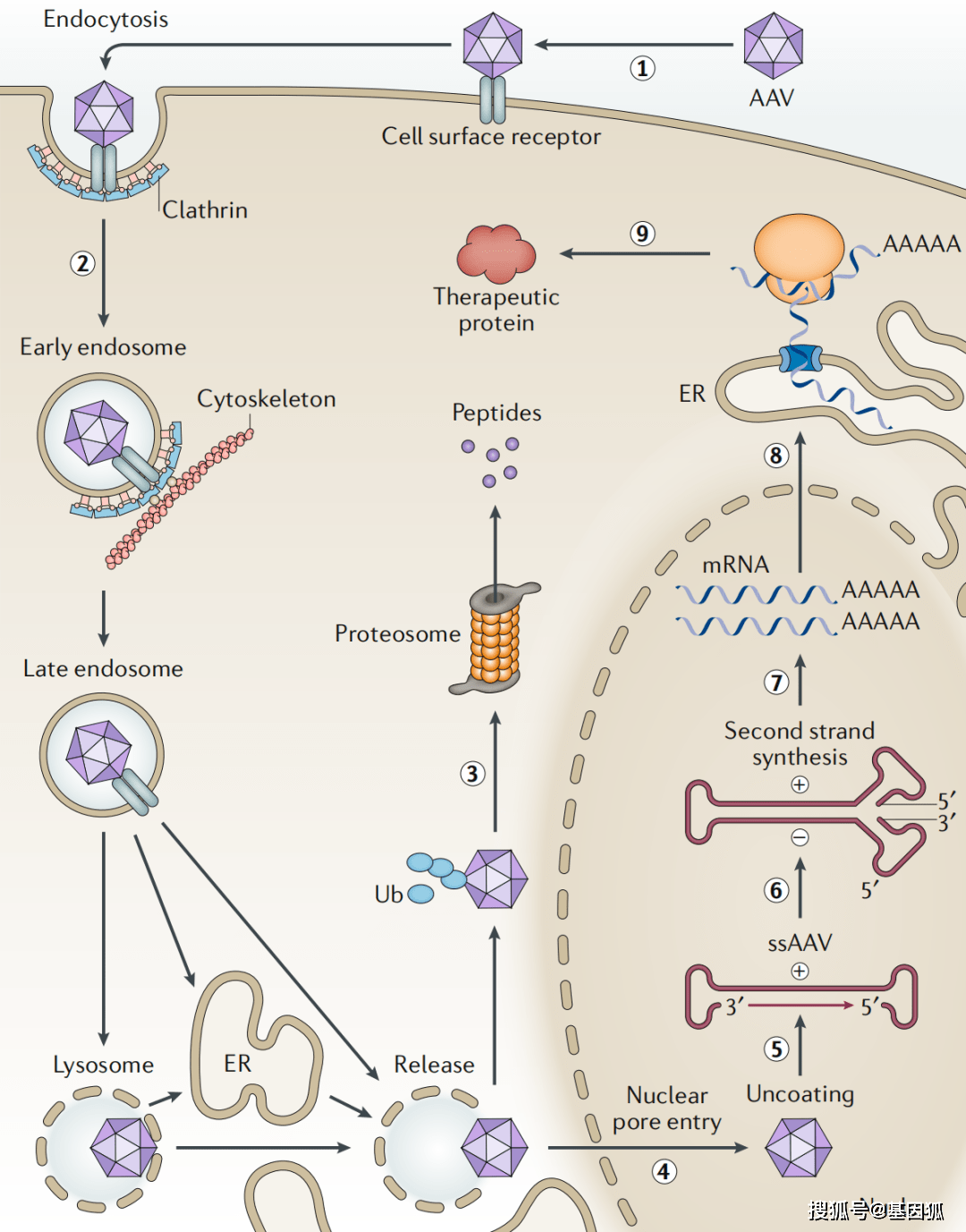 经验分享：AAV基因疗法要素分析与展望_载体_rep_病毒