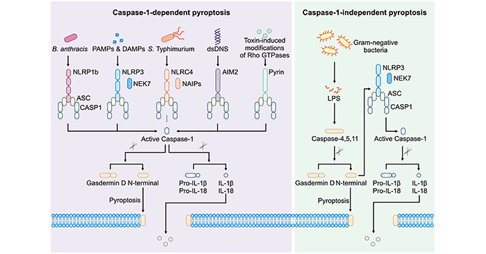 .细胞焦亡._Caspase-_炎症_小体