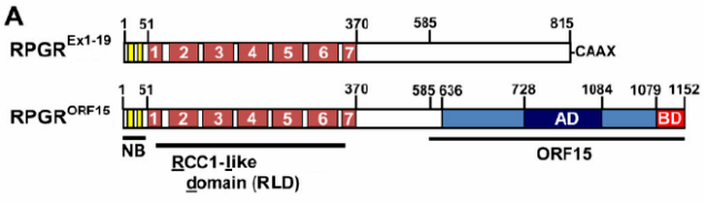 助力视网膜色素变性治疗新方法的研究——RPGR基因敲除小鼠【每周一鼠】_疾病_蛋白质_患者