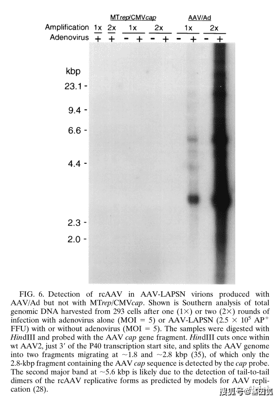 经验分享：基因治疗AAV载体生产过程中rcAAV的鉴定和消除简介_cap_序列_vector