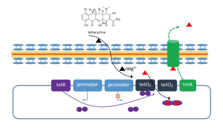 Tet-on/off 系统—实现基因的诱导表达_调控_rtTA_原理
