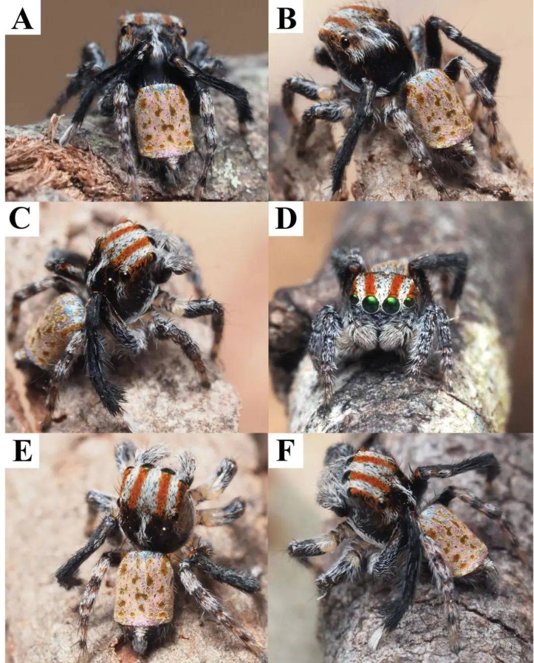 2022年，人类发现了哪些新动物？｜奇怪的动物知识_海马_Ana_侏儒