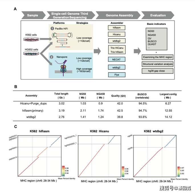 学术前沿：单细胞测序，助力人类基因组从头组装_平台_PacBio_SMOOTH-seq