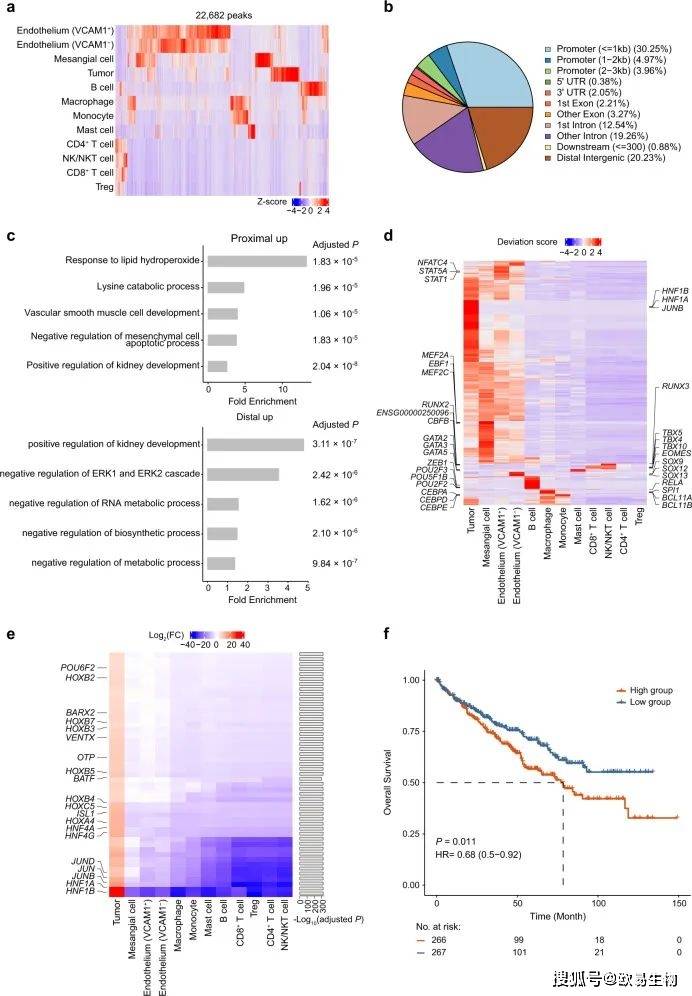 单细胞转录组测序助力解析肾透明细胞癌的发病机制_ccRCC_scRNA-seq_类型