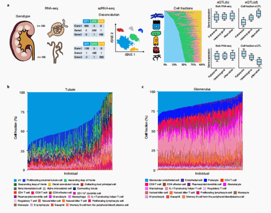 单细胞联合还能这样玩，单细胞和EQTL联合分析确定疾病机制和潜在的治疗方法_基因组_scATAC_研究