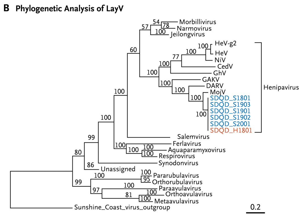 狐大医 | 华山感染：最新在河南山东发现的亨尼帕病毒属到底是什么病毒_亨德拉_死亡_疫情