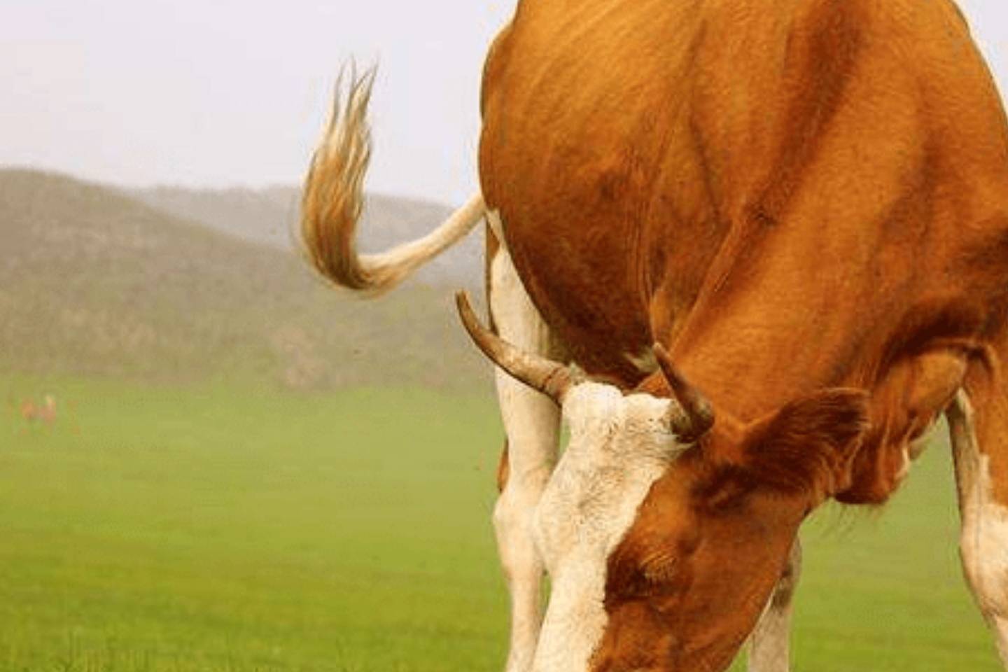 秋季养牛 你应该知道的6件事_驱虫_阻塞_工作