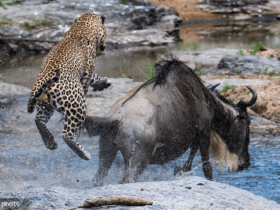 2022国际年度盘点：精彩动物猎食-搜狐大视野-搜狐新闻