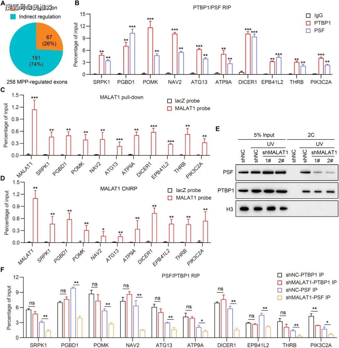 Science重磅子刊揭示MALAT1通过与剪接因子PTBP1和PSF协同作用调节可变剪接_调控_细胞_研究