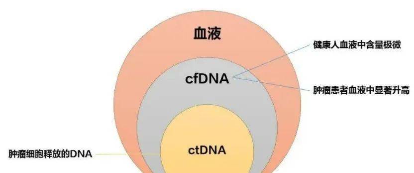科普讲堂 | 一起走进ctDNA（循环肿瘤DNA）_检测_血液_方法