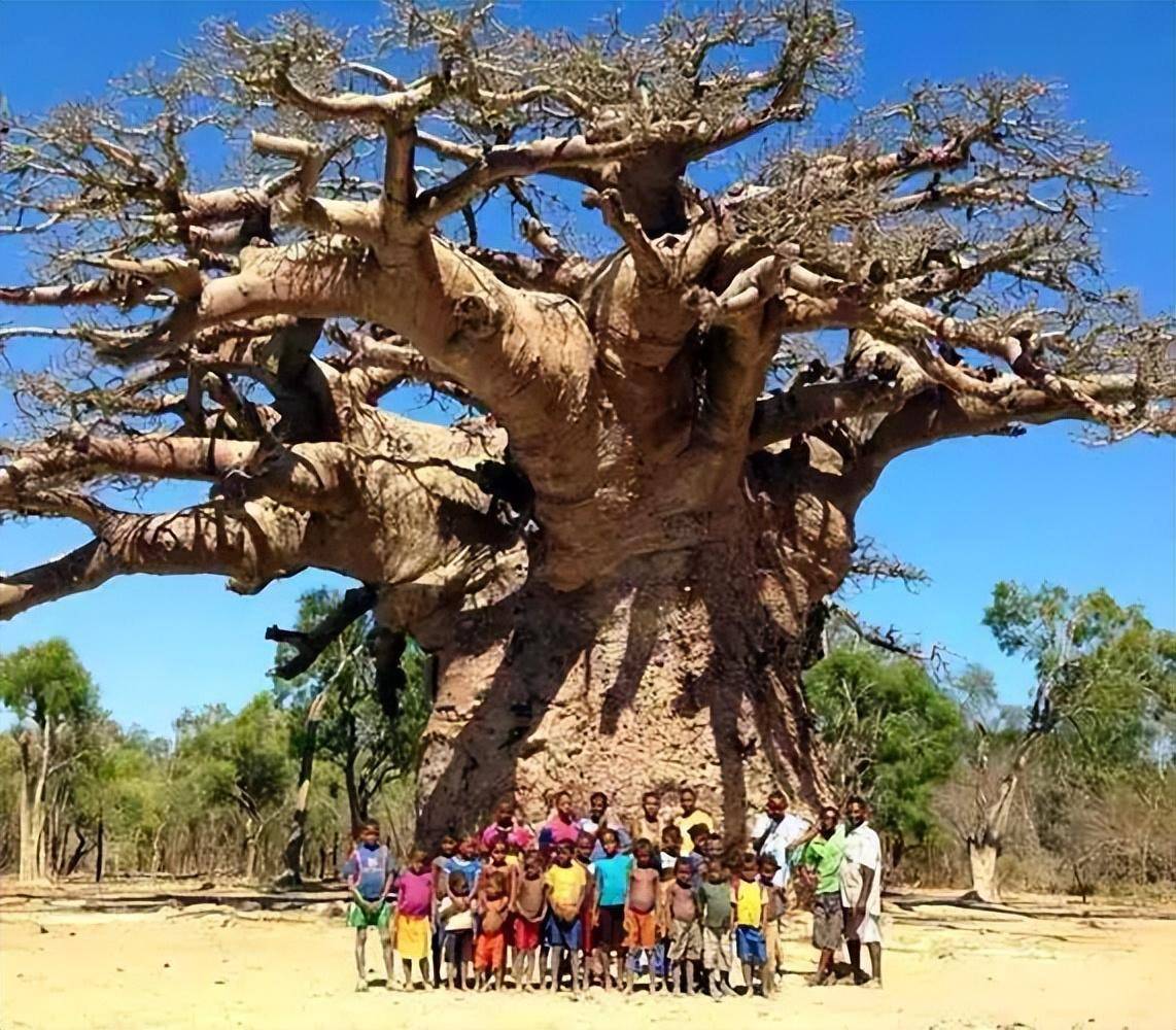 “猴面包树”为何被称为“圣树”？受人类影响，这种树生存维艰！ - 科技频道