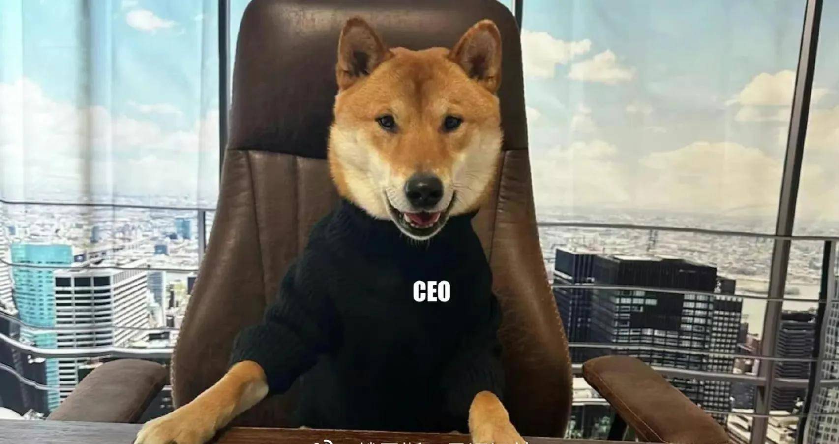 马斯克“任命”一只狗担任推特CEO，花400亿美元买了一个大玩具？_狗狗_柴犬_首席