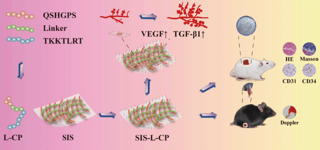 博辉瑞进SIS生物材料最新研究成果被《Biomaterials Advances》收录_天津市_博士_血管