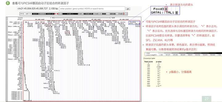 【科研工具包】转录因子预测及优化策略 ——JASPAR、NCBI、UCSC数据库联用_基因_序列_位点