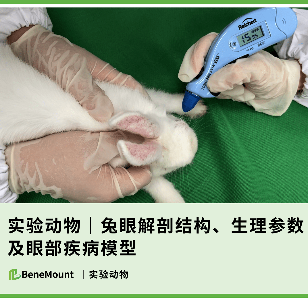 实验动物｜兔眼解剖结构、生理参数及眼部疾病模型_兔子_眼压_视觉