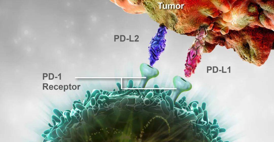 小分子药亚甲基蓝可抑制PD-1功能，为开发PD-1抑制剂开创新策略_细胞