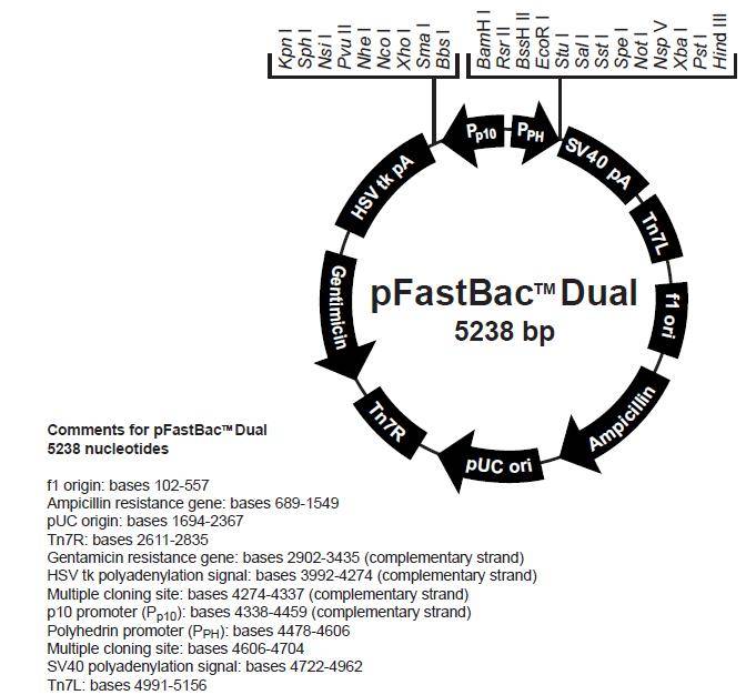pFastBac Dual载体质粒图谱、序列、说明书、价格_Bac-to-Bac
